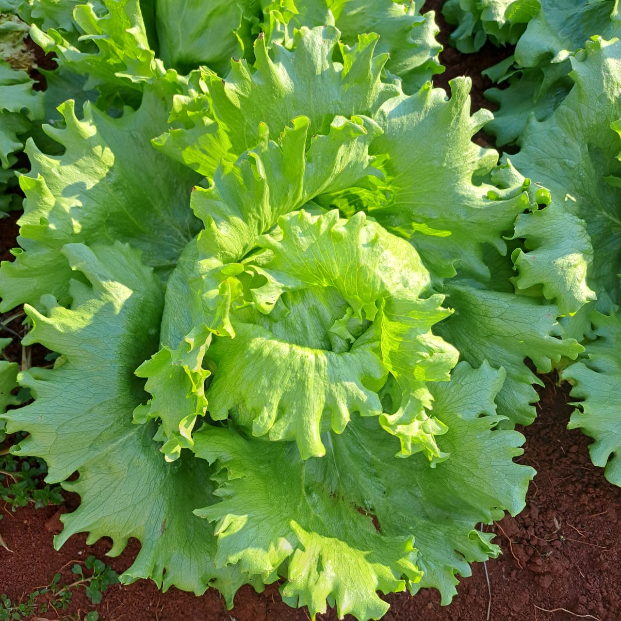 AgroVitrine